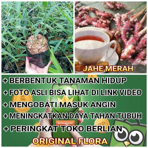 Jual Bibit Jahe Merah Zingiber officinale - Kota Bekasi - ORIGINAL ...