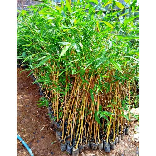 Jual Tanaman Hias Bambu Kuning I Pring Kuning Siap Tanam Harga Murah ...