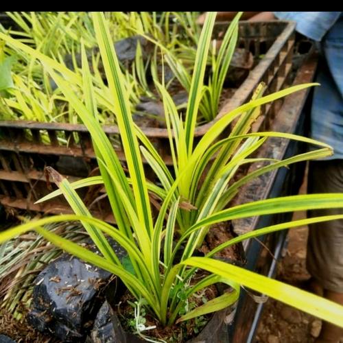 Jual tanaman pandan kuning / pohon pandan kuning - Kab. Bogor ...