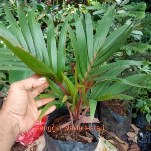 Jual Tanaman hias palem botol merah - Jakarta Utara - sanggar nayla ...