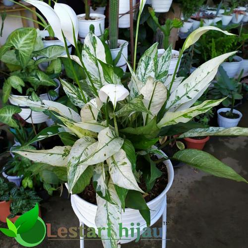 Jual Tanamanhias Sepatu phylum Variegata/ Peace lily variegated - Kab ...