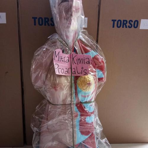 Jual TORSO WANITA PEREMPUAN . ANATOMI WANITA PEREM- ALat Peraga Biologi ...