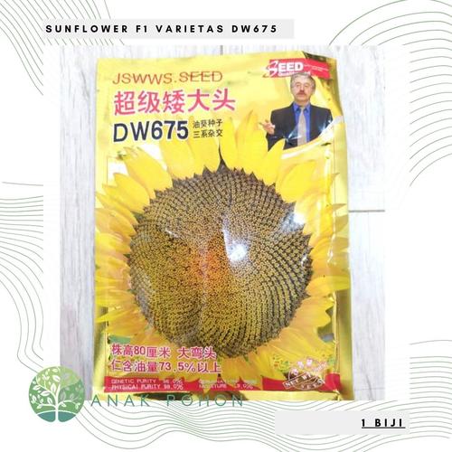 Jual Benih Bibit Biji - Sunflower F1 Varietas DW675 Kuaci Bunga ...