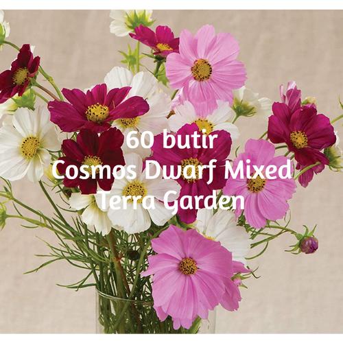 Jual Benih Bunga Cosmos Dwarf Mixed Biji Kenikir seeds - Jakarta Barat ...