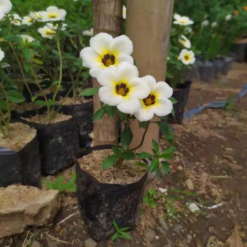 Jual Tunera Bunga Putih - Tanaman Hias Pukul Delapan - Kab. Bogor - CV ...