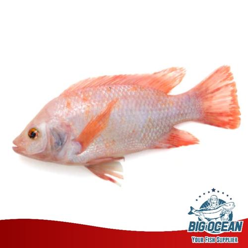 Jual Ikan Nila Merah | Red Tilapia @1kg - 1kg - Jakarta Barat - Big ...