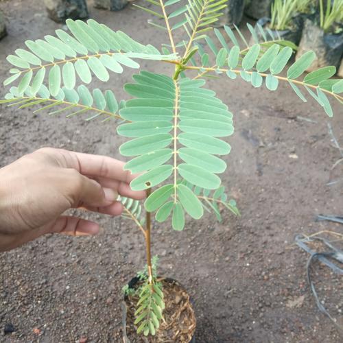 Jual Bibit Pohon Bunga Turi Putih Tanaman Kembang Outdoor Daun Obat ...