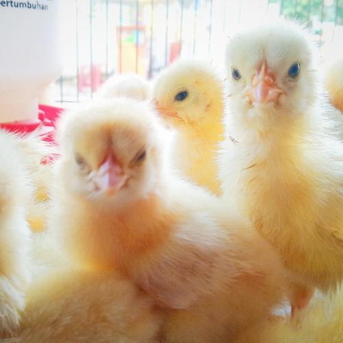 Jual DOC anak ayam pejantan GOJEK KHUSUS BANDUNG Murah 1box(102ekr ...