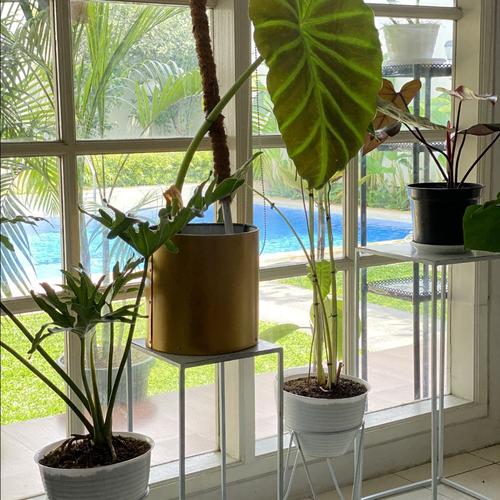 Jual pot tanaman gold diameter 25 cm tinggi 20 cm - gold - Kota Bekasi ...
