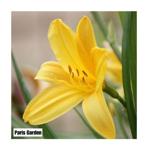 Jual TANAMAN BUNGA LILY KUNING - BUNGA LILI KUNING DAY LILY - BUNGA ...