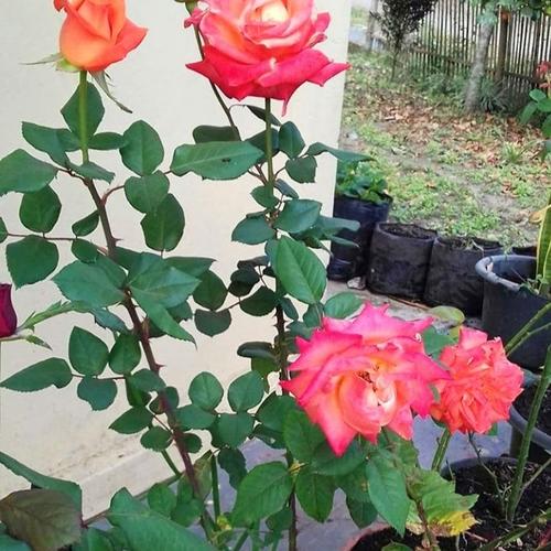 Jual tanaman hias hidup bunga mawar sudah berbunga ya - Kota Depok ...