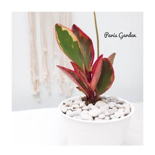 Jual TANAMAN HIAS PEPEROMIA TRICOLOR - TEPLAN MERAH PEPEROMIA ...
