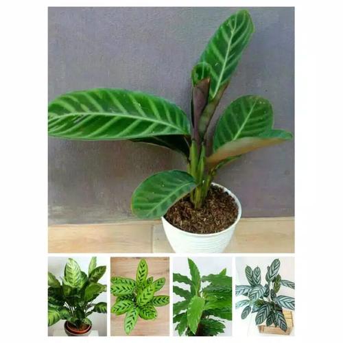 Jual Paket 5 jenis tanaman hias Calathea / Kalatea - Kab. Bogor ...