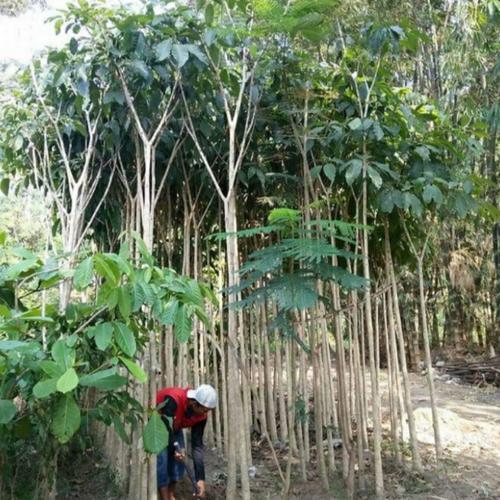 Jual pohon tabebuya bunga merah 3 meter - Kota Depok - Tanaman hias ...