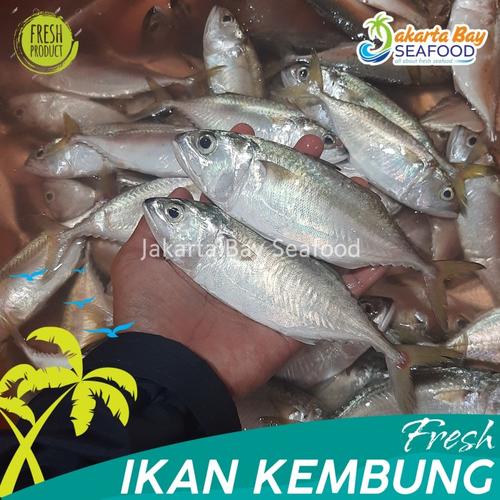 Jual Ikan Kembung Laut Segar (BERSIH) / Ikan Segar (banjar/Como) - 500 ...