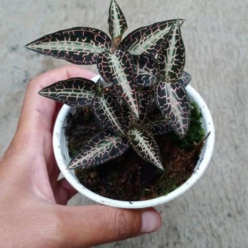 Jual Anggrek mutiara godyera snakes Goodyera daun lancip tanaman hias ...