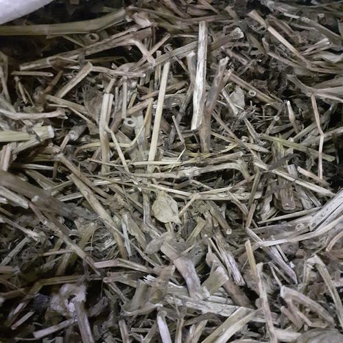 Jual Daun CIPLUKAN (Daun CECENDET)/Daun Kering Herbal Tradisional 1kg ...