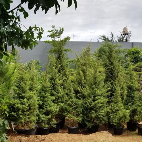 Jual Pohon Cemara Natal Asli (Afrika) - 4 meter - Jakarta Selatan ... Jual Pohon Cemara Natal Asli (Afrika) - 4 meter - Jakarta Selatan ...