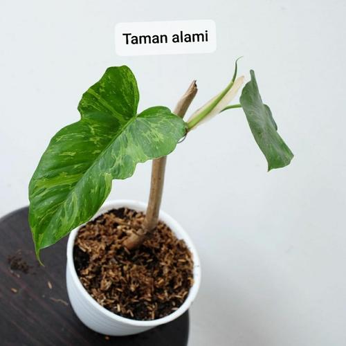 Jual tanaman hias philodendron dragon variegata - philo dragon varigata ...