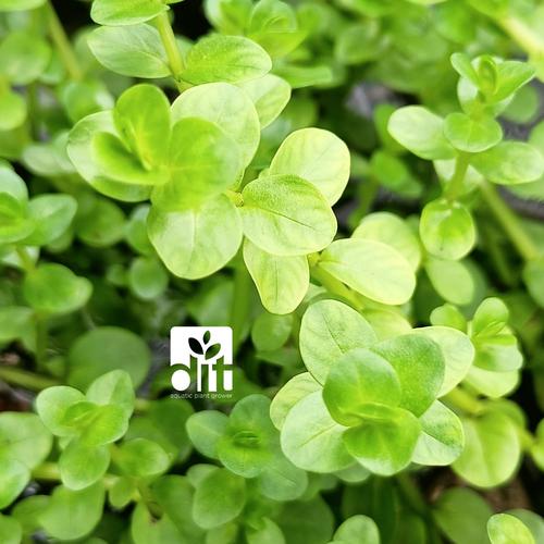 Jual Rotala sp. Wayanad - Kab. Malang - dit farm | Tokopedia