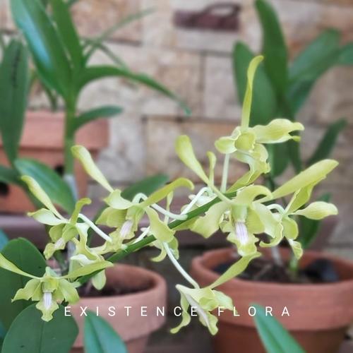 Jual Anggrek Dendrobium Caesar Green - Kota Depok - existence-flora ...