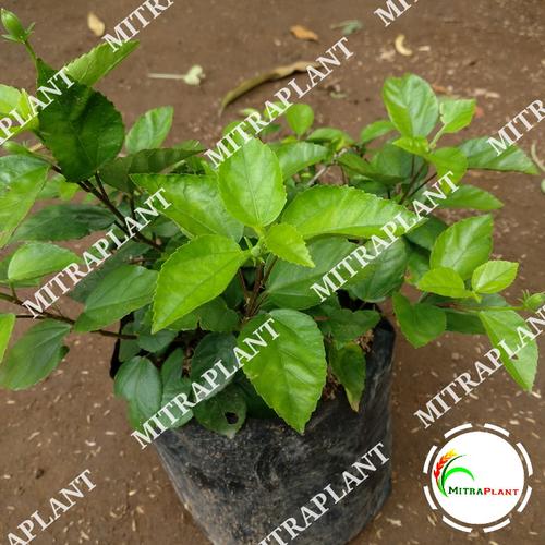 Jual Tanaman Hias Bunga Sepatu Putih - Bibit Pohon Kembang Sepatu Putih ...