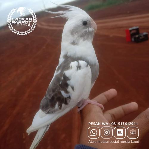 Jual Falk White Face baby - Kota Bekasi - Laskar Parrot | Tokopedia