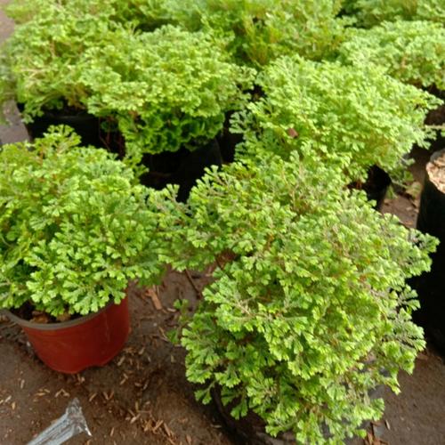 Jual tanaman hias lumut ambon moss - lumut Ambon - Kab. Bogor ...