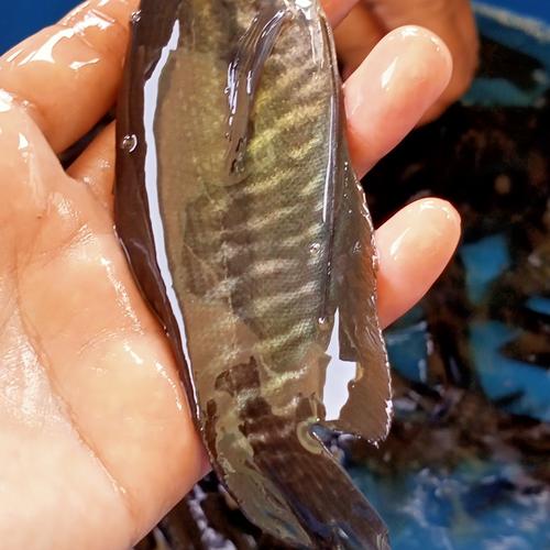 Jual paket indukan ikan sepat Siem bibit ikan - Kota Depok - Noer ...
