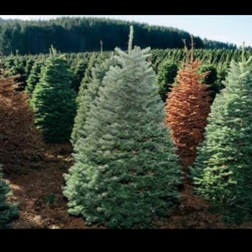 Jual Bibit Tanaman Hias Pohon Cemara Embun / Cemara Salju - Kab. Kediri ...