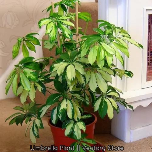 Jual Tanaman Hias Outdoor Indoor Walisongo Wali songo Variegata Rimbun ...