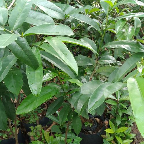 Jual pohon buni tinggi 1 meter - Kab. Bogor - dastin taman hias | Tokopedia