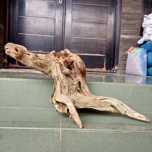 Jual KAYU AQUASCAPE-KAYU LAUT MIRIP SANTIGI - Jakarta Barat - SINAR ...