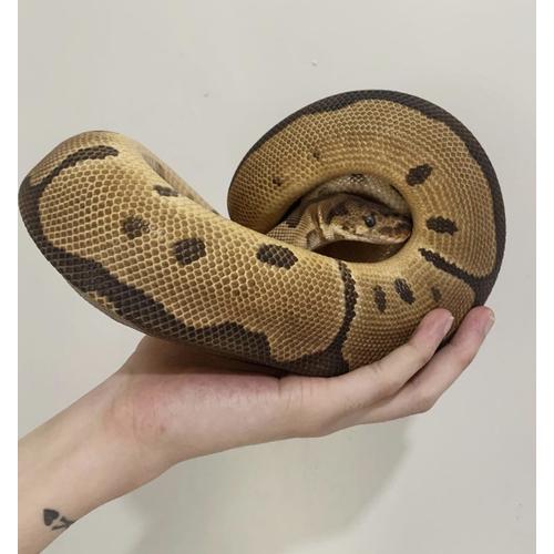 Jual Ball python clown male 1100gr +- - Kota Bandung - G Project ...