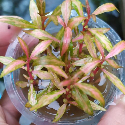 Jual Alternanthera Reineckii Rosaefolia - Kota Depok - aQualaris ...
