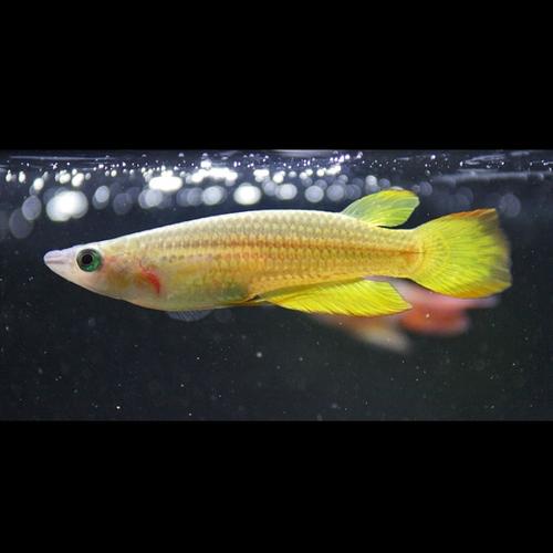 Jual ikan pala timah(panchax) - Kota Tangerang - LRSMD | Tokopedia