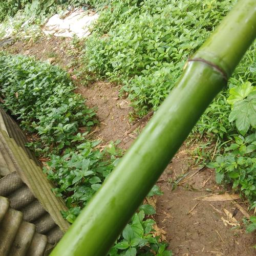 Jual Bambu Ampel buat pakan bamboo rat/tikus bambu gigit2an marmut ...