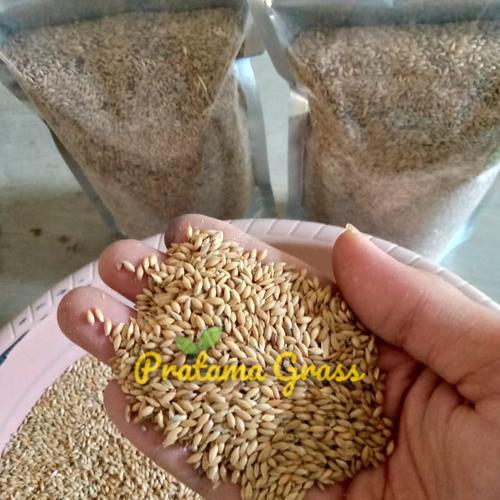 Jual bibit benih rumput Brachiaria humidicola/decumbens/penghijauan ...