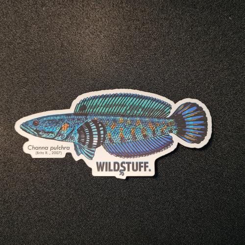 Jual STIKER IKAN CHANNA PULCHRA PREMIUM - Jakarta Barat - FISHOWNER ...