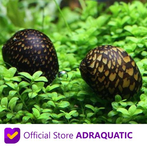 Jual KEONG BATIK SNAIL ALGAETER ALGAE EATER AQUASCAPE TURBO - Kota ...