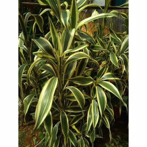 Jual Bibit stek bambu hoki panjang 1meter - Kab. Pangandaran - Tumbuhan ...