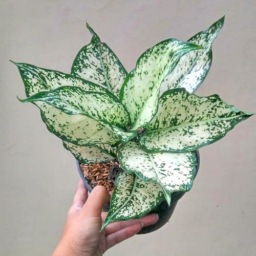 Jual Tanaman hias - Aglonema snowhite, pohon aglo snow white - Kab ...