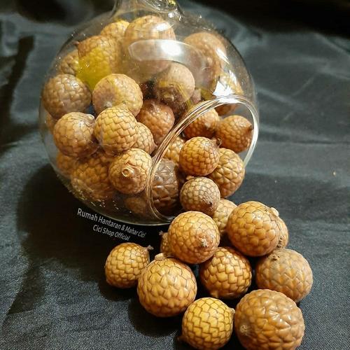 Jual 50gr biji rotan/buah rotan/biji rotan bulat/tanaman artificial ...