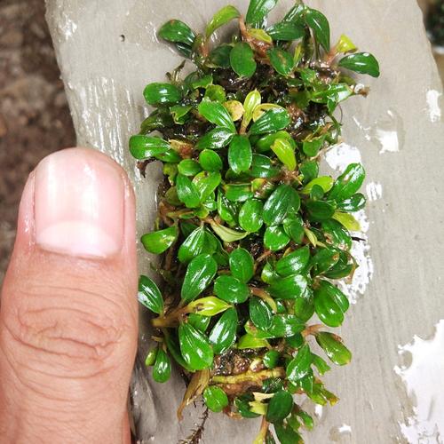 Jual Buce bucephalandra super mini per clump - Biru - Kab. Bogor ...
