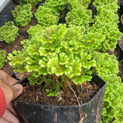 Jual Tanaman suplir keriting gembol hias tanaman - Kab. Bogor - afril ...