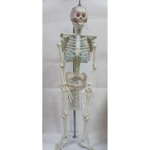Jual model kerangka manusia mini - alat peraga pendidikan - torso ... Jual model kerangka manusia mini - alat peraga pendidikan - torso ...