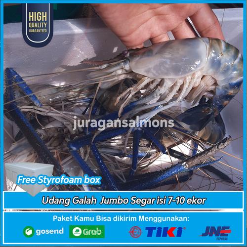 Jual Udang Galah Segar Gede Jumbo Besar Murah 1 kg isi 7-10 ekor ...