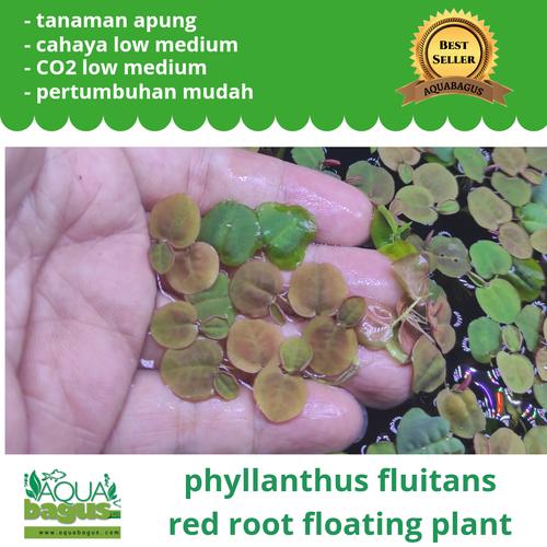 Jual Tanaman Apung Phyllanthus Fluitans / Red Root Floating Plant - Kota Depok - aquabagus ...