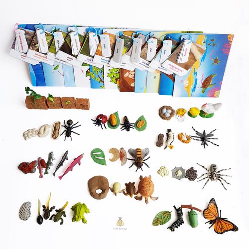 Jual Life Cycle Figurine Siklus Hidup / Tata Edutoys - ant - Jakarta ...
