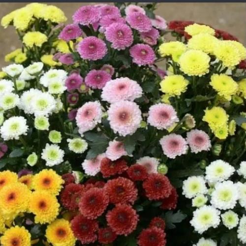 Jual bunga calimero tangkai asli segar - Jakarta Barat - Mikasa | Tokopedia